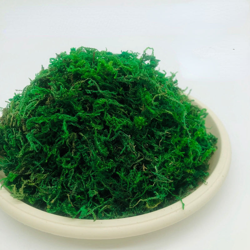 Bag of Moss Preserved Dried Green Moss for Planters – Floral Supplies Store